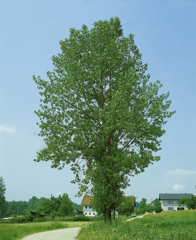 Hybrid Poplar Tree